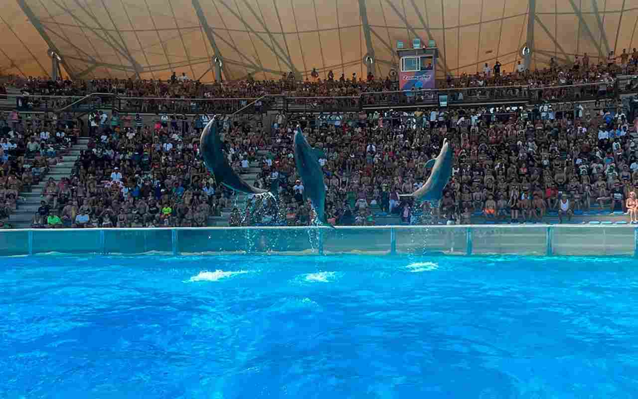 Zoomarine rivoluziona l'esperienza del divertimento: arrivano i gilet ...