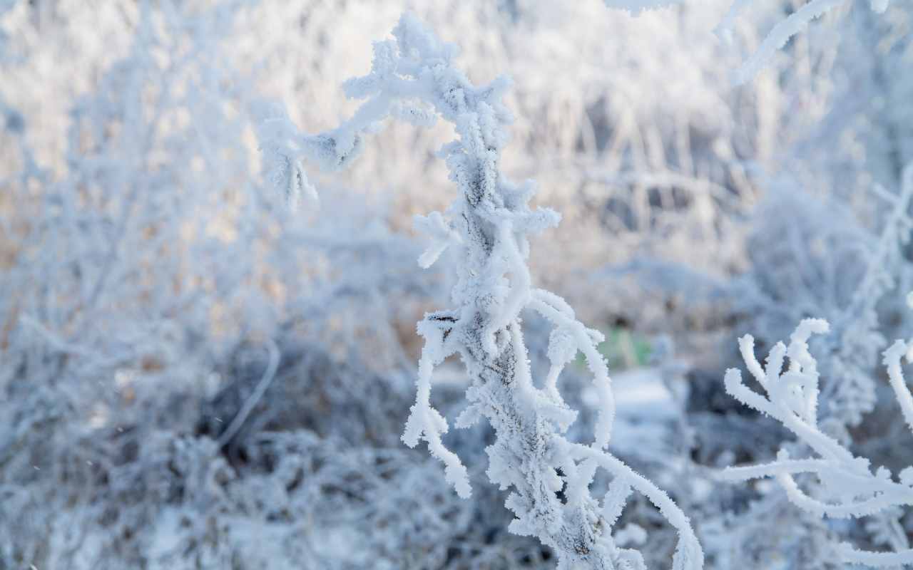 Freddo polare in arrivo: neve sulle Alpi, nubifragi e gelate - Roma ...